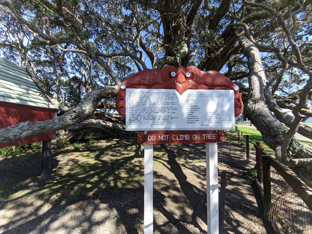 Te Waha O Rerekohu - Oldest Pohutukawa Tree - Te Araroa Attractions ...